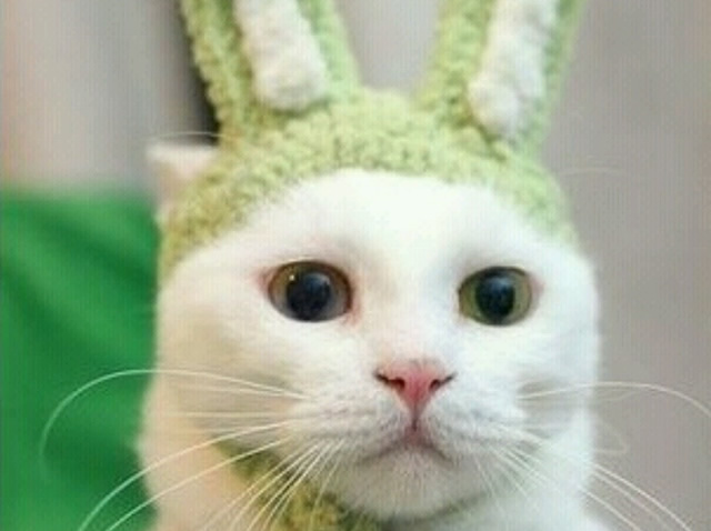 Chat déguisé en lapin - Lol Chat - Images, photos et vidéos de lolcats