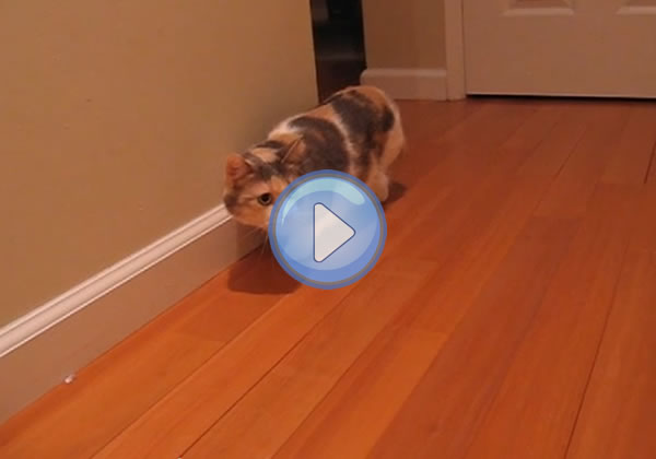 Vidéo de deux chats Munchkin pas très courageux - Lol Chat - Images ...