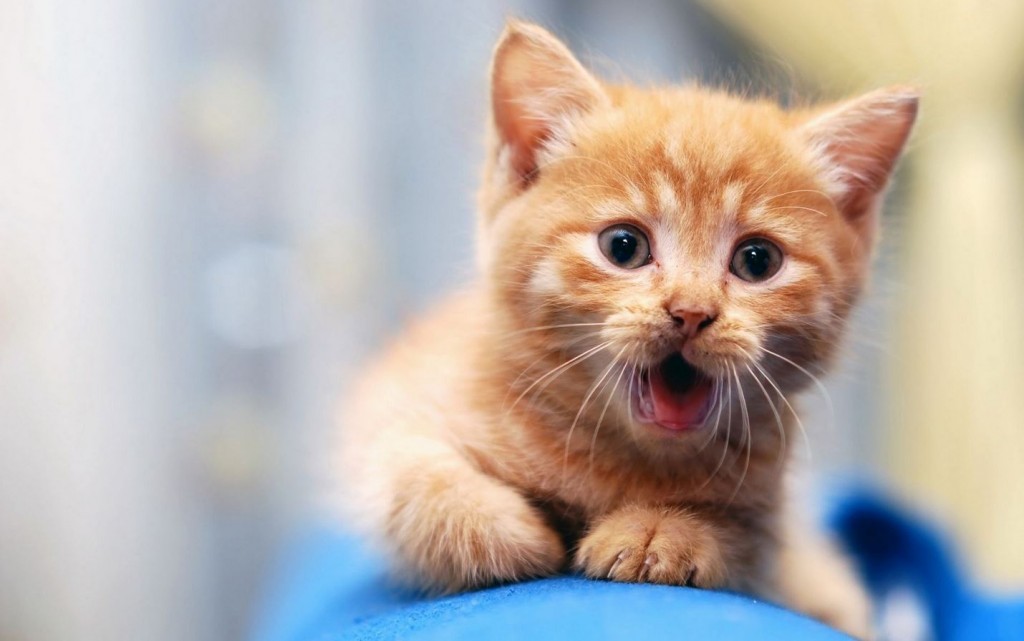 Le chaton content tout fou ! Trop mignon - Lol Chat - Images, photos et vidéos de lolcats