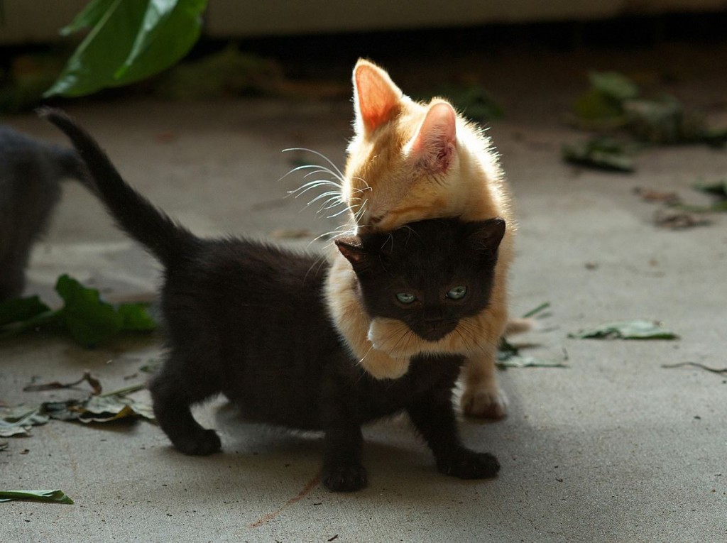 Deux chats qui se font un calin : trop mignon ! - Lol Chat - Images, photos et vidéos de lolcats