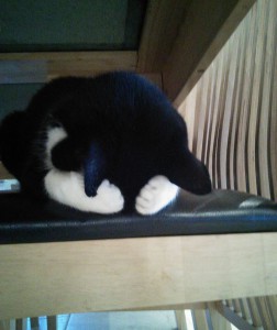 Chat qui boude - Lol Chat - Images, photos et vidéos de lolcats